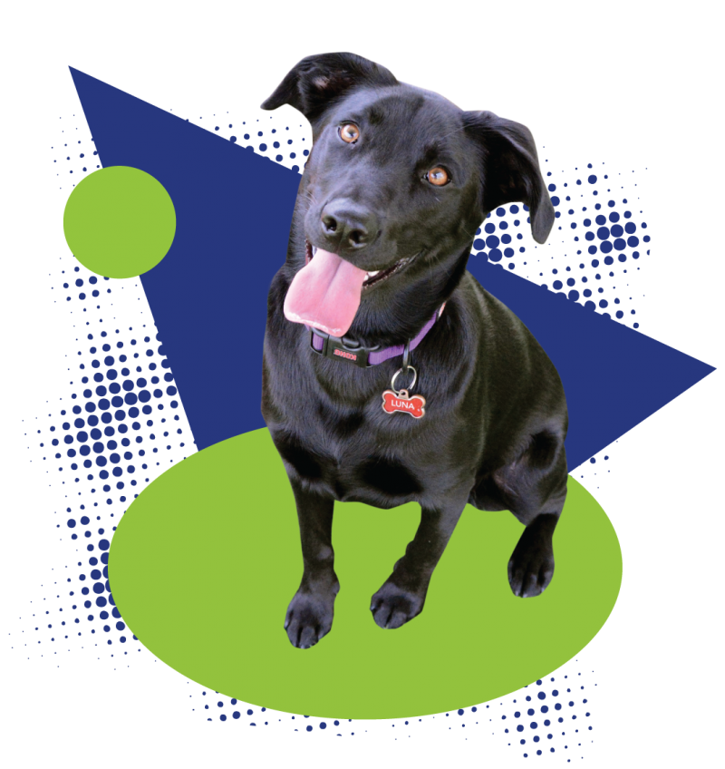 Partners | Cell Dogs