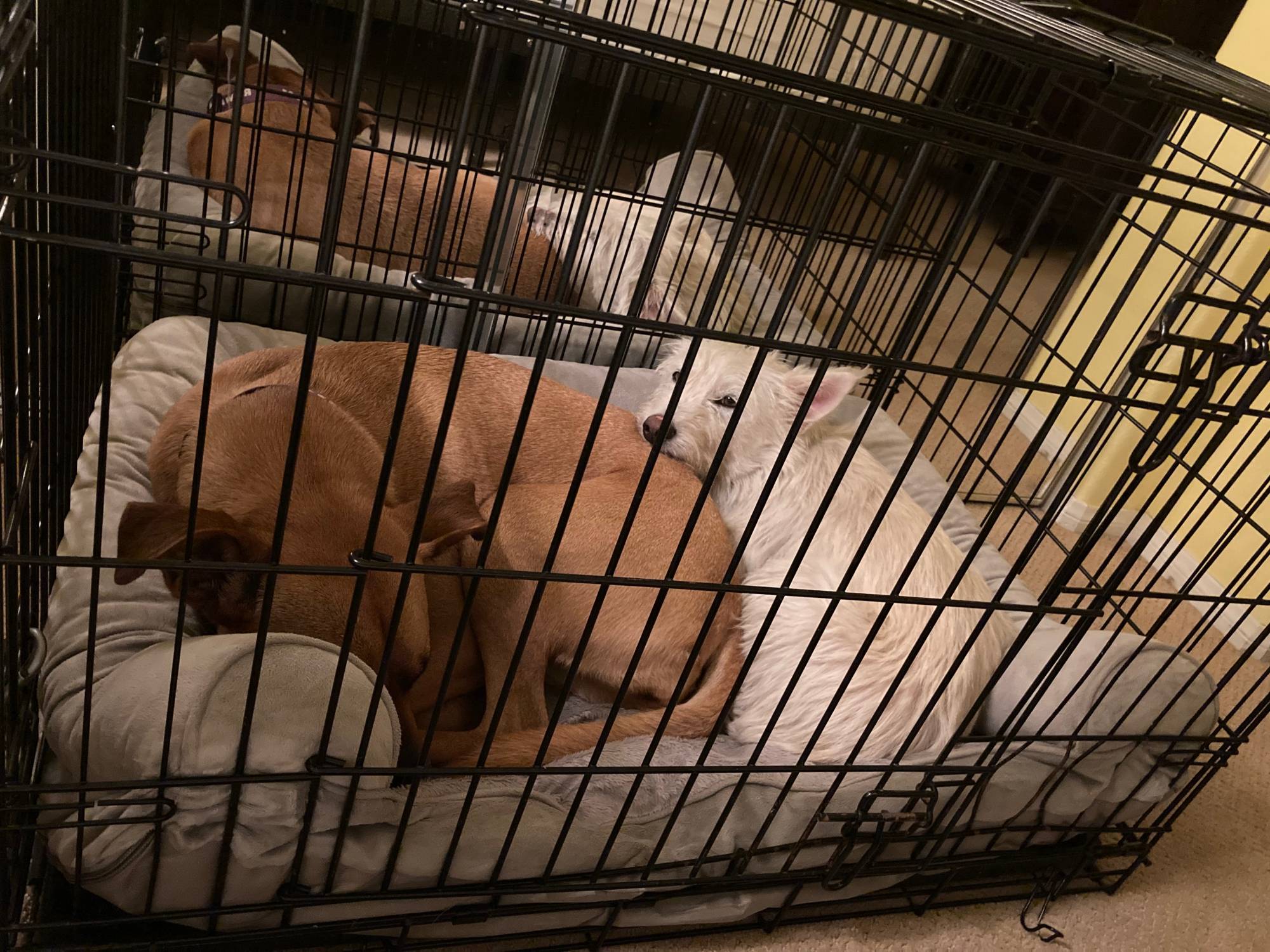 What’s Happening | Cell Dogs